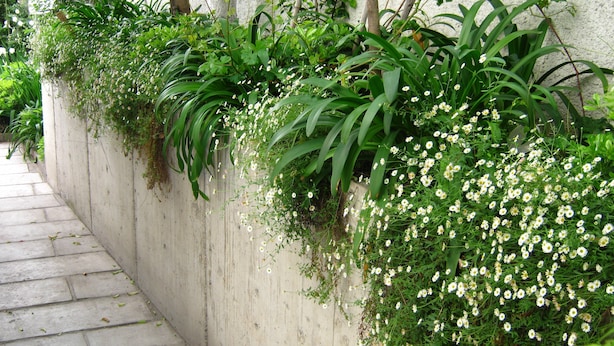 Uma passagem de concreto ao lado de um muro com folhagem verde densa e flores brancas.