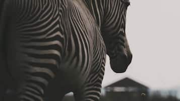Uma zebra em um campo, com um prédio ao fundo.