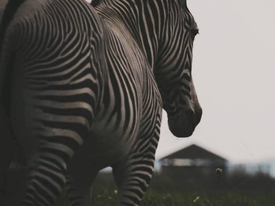 Uma zebra em um campo, com um prédio ao fundo.