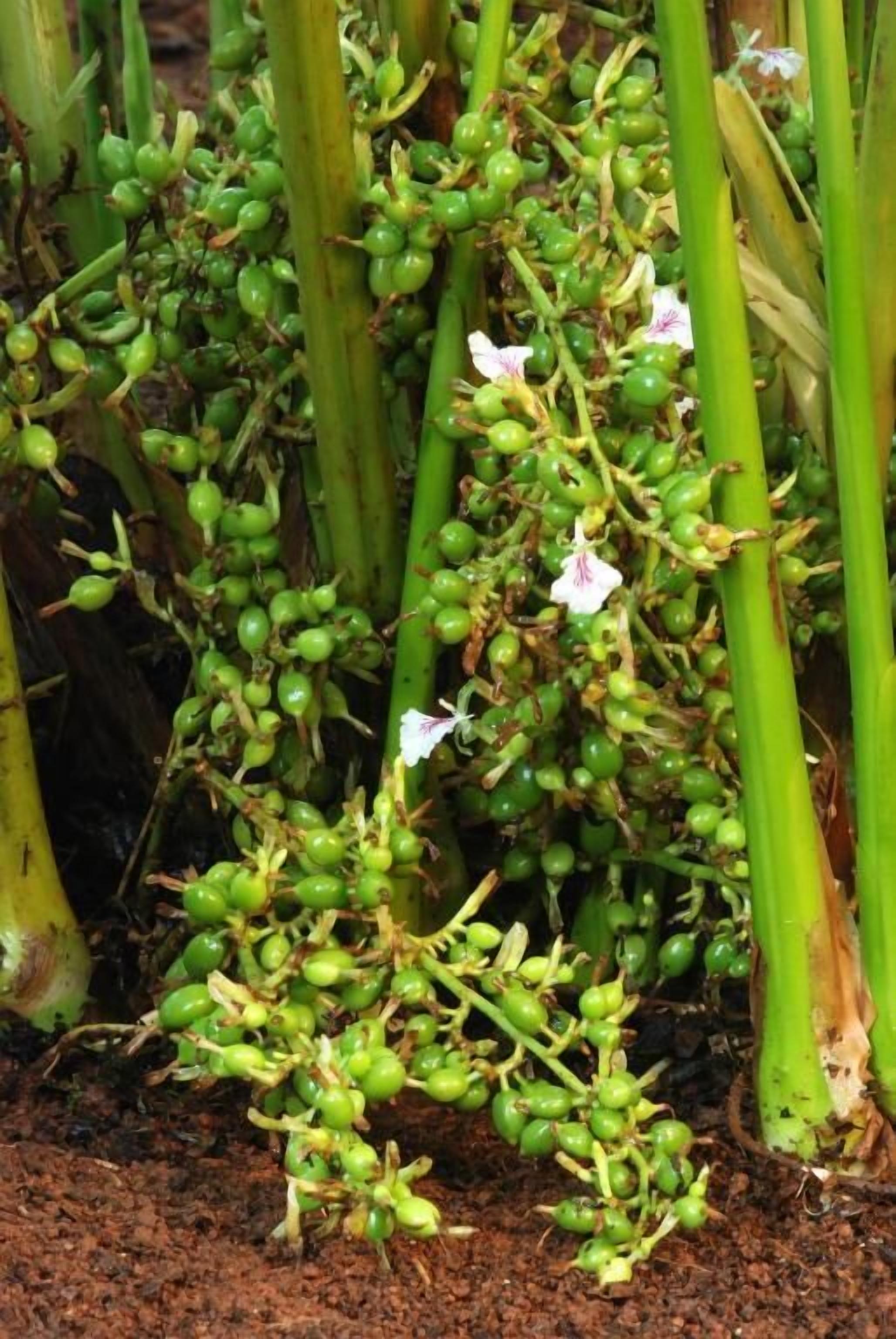 Um conjunto de plantas verdes com pequenas flores brancas e frutos verdes crescendo na terra.