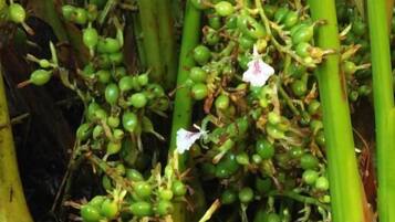 Um conjunto de plantas verdes com pequenas flores brancas e frutos verdes crescendo na terra.