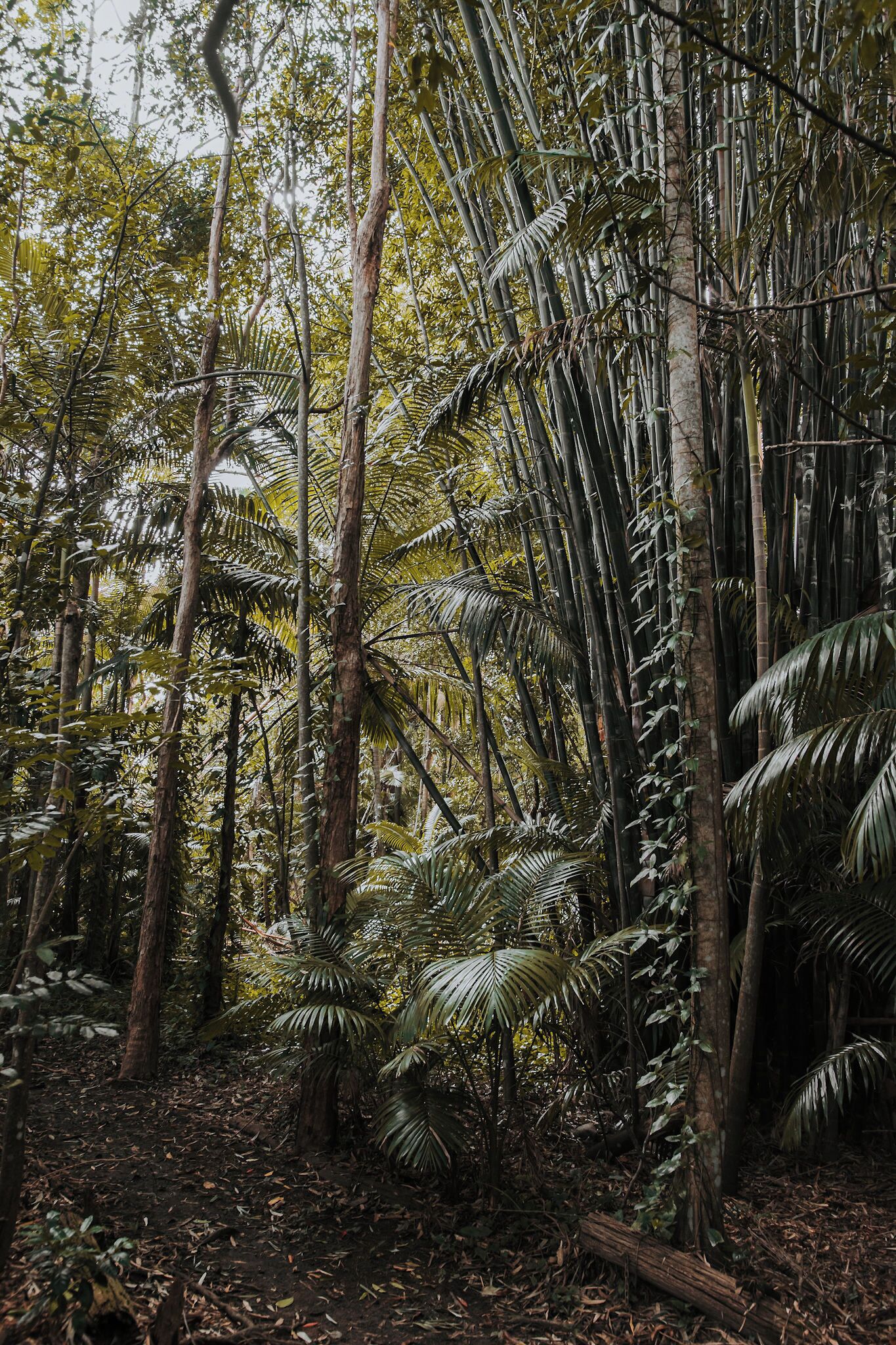 Uma floresta densa com árvores altas e vegetação rasteira.