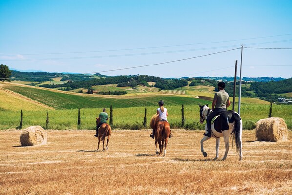Paisagem rural com fardos de feno e cerca.