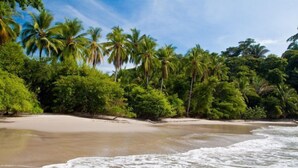 Uma praia com palmeiras e uma orla arenosa.
