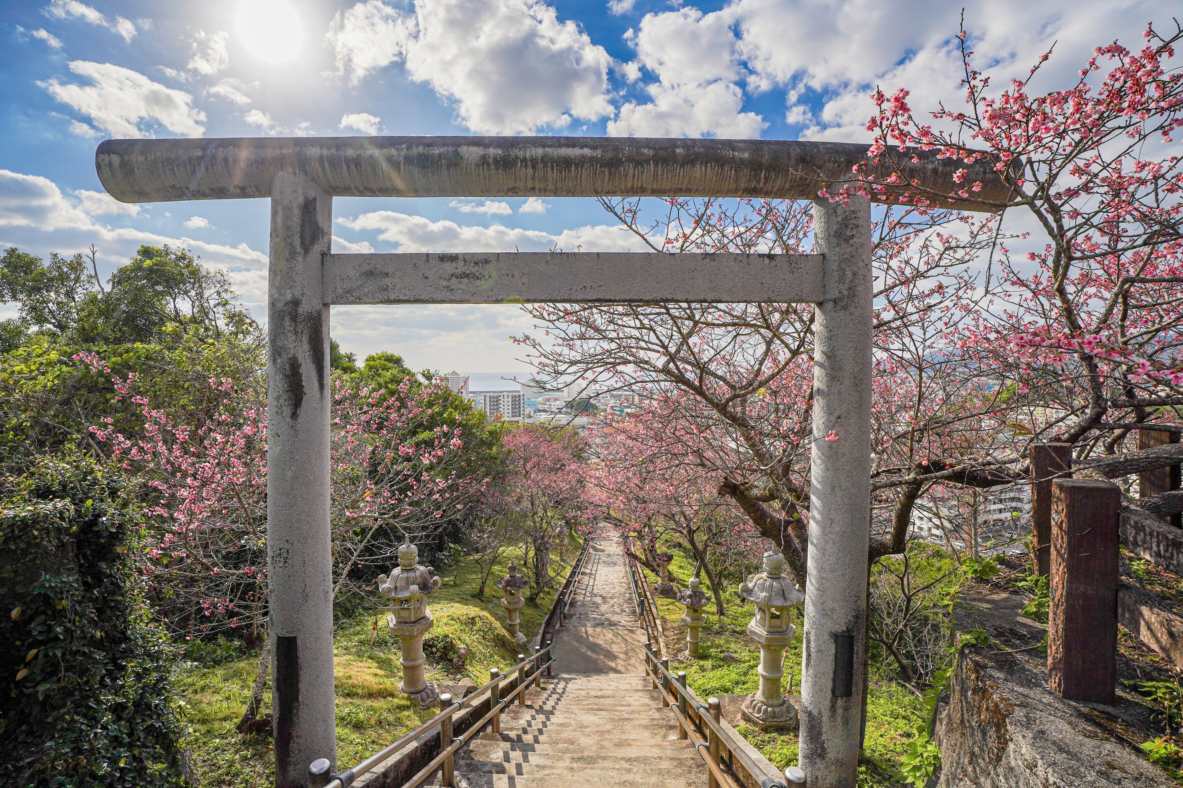 Uma trilha serpenteia por uma área repleta de cerejeiras e um tradicional portão torii japonês.