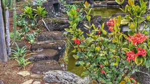 Um jardim com um caminho de pedra, diversas plantas e um pequeno lago.