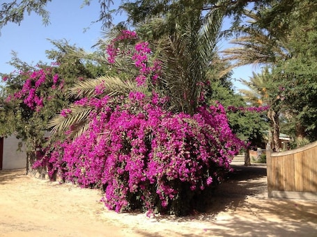 Ćrea da propriedade