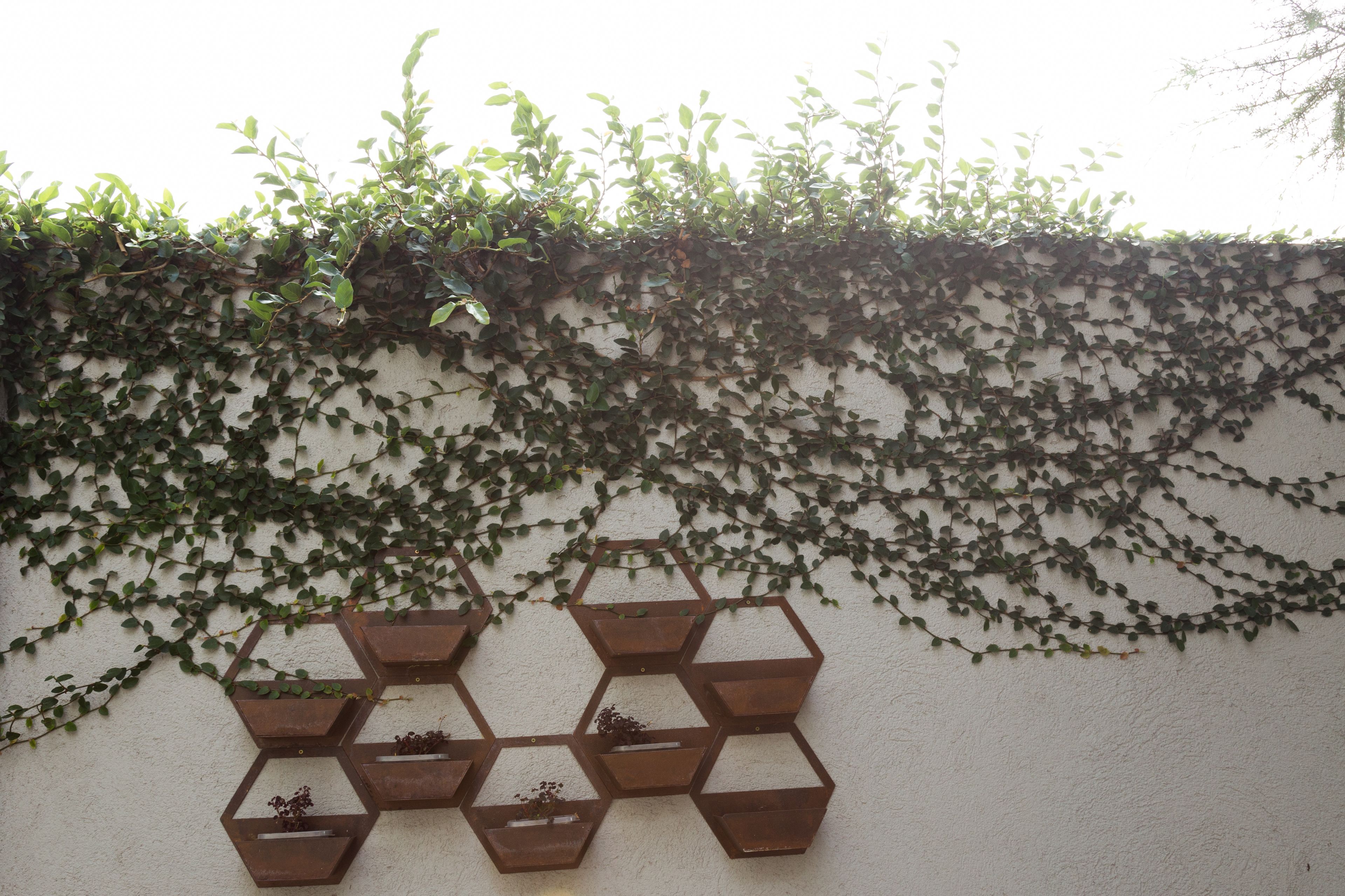 Paredes com planta trepadeira e vasos hexagonais.