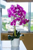Uma orquídea em vaso com vista para a paisagem urbana através de uma janela.