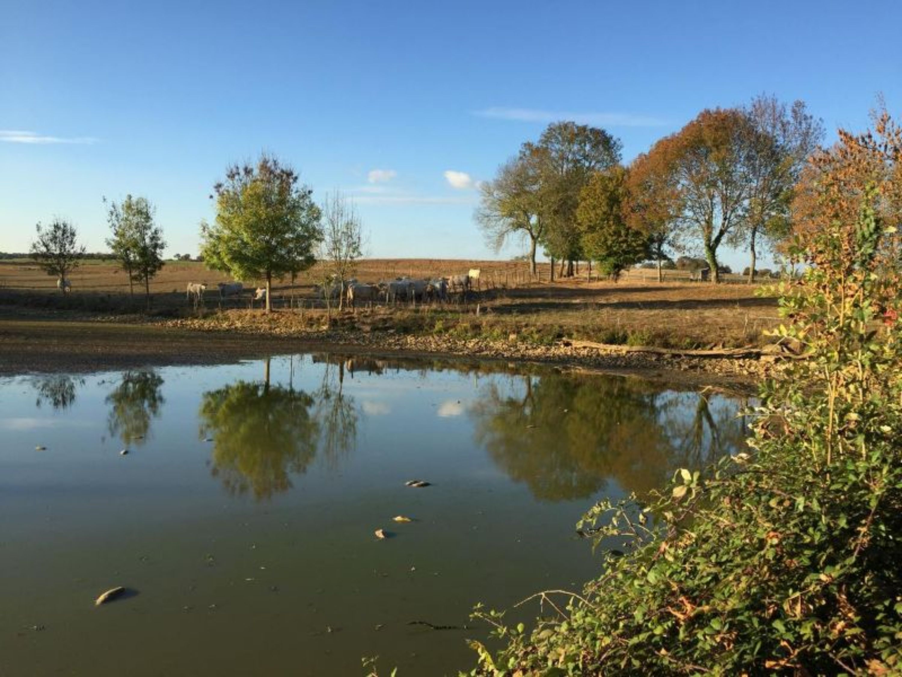 Um lago tranquilo com reflexos de árvores e uma cerca ao fundo.
