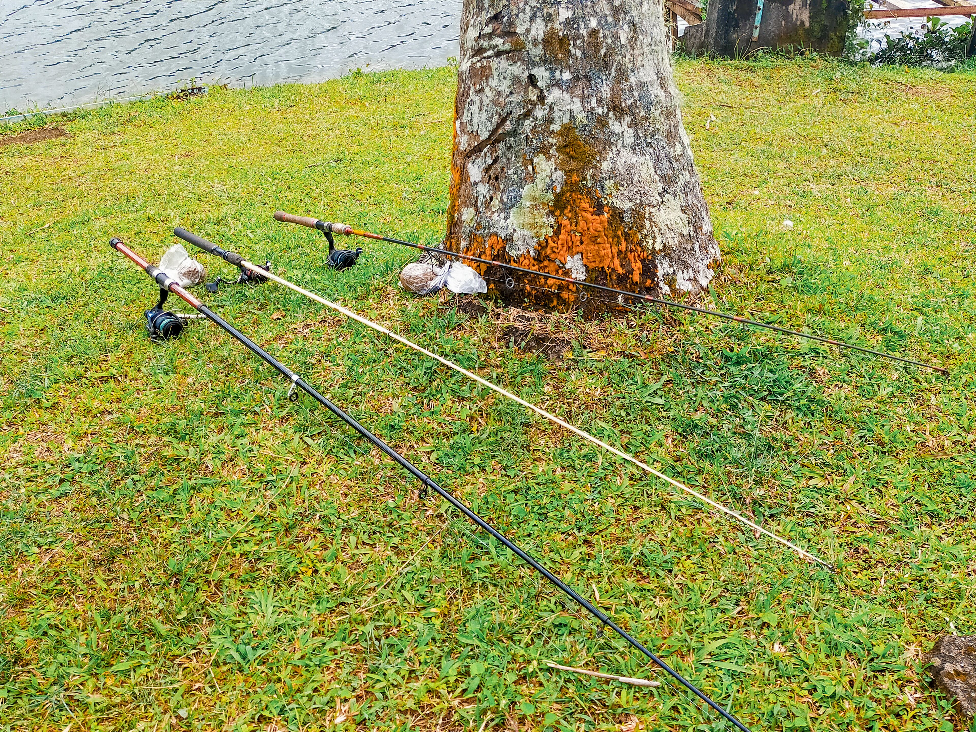 Varas e molinetes de pesca espalhados na grama perto de uma árvore.