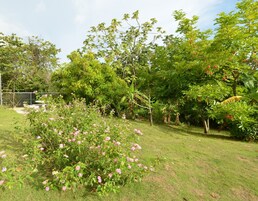 Jardim