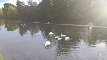 Água calma com cisnes nadando.