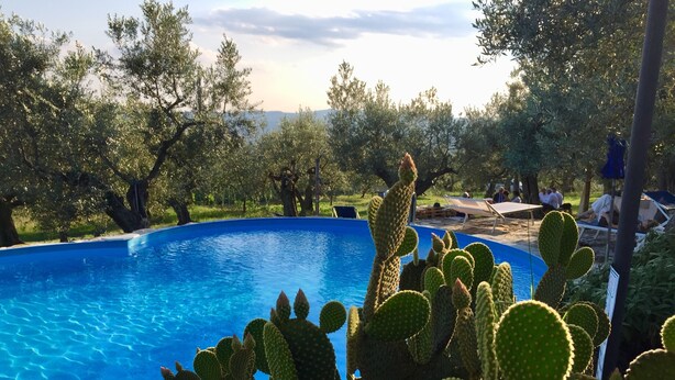Piscina cercada por cactos e árvores.
