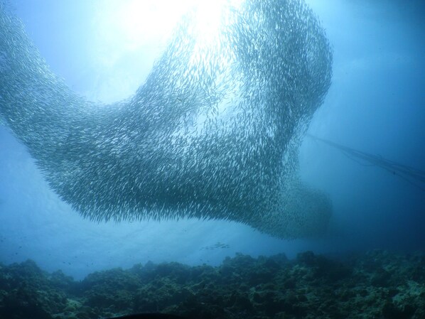 Cena subaquática com um grande cardume de peixes nadando sobre um recife de coral.