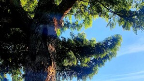 Placa indicando 'Berg 26 Rua Berg' com serviços listados: hospedagem com café da manhã, acomodações para auto-suficiente e chalés no jardim.