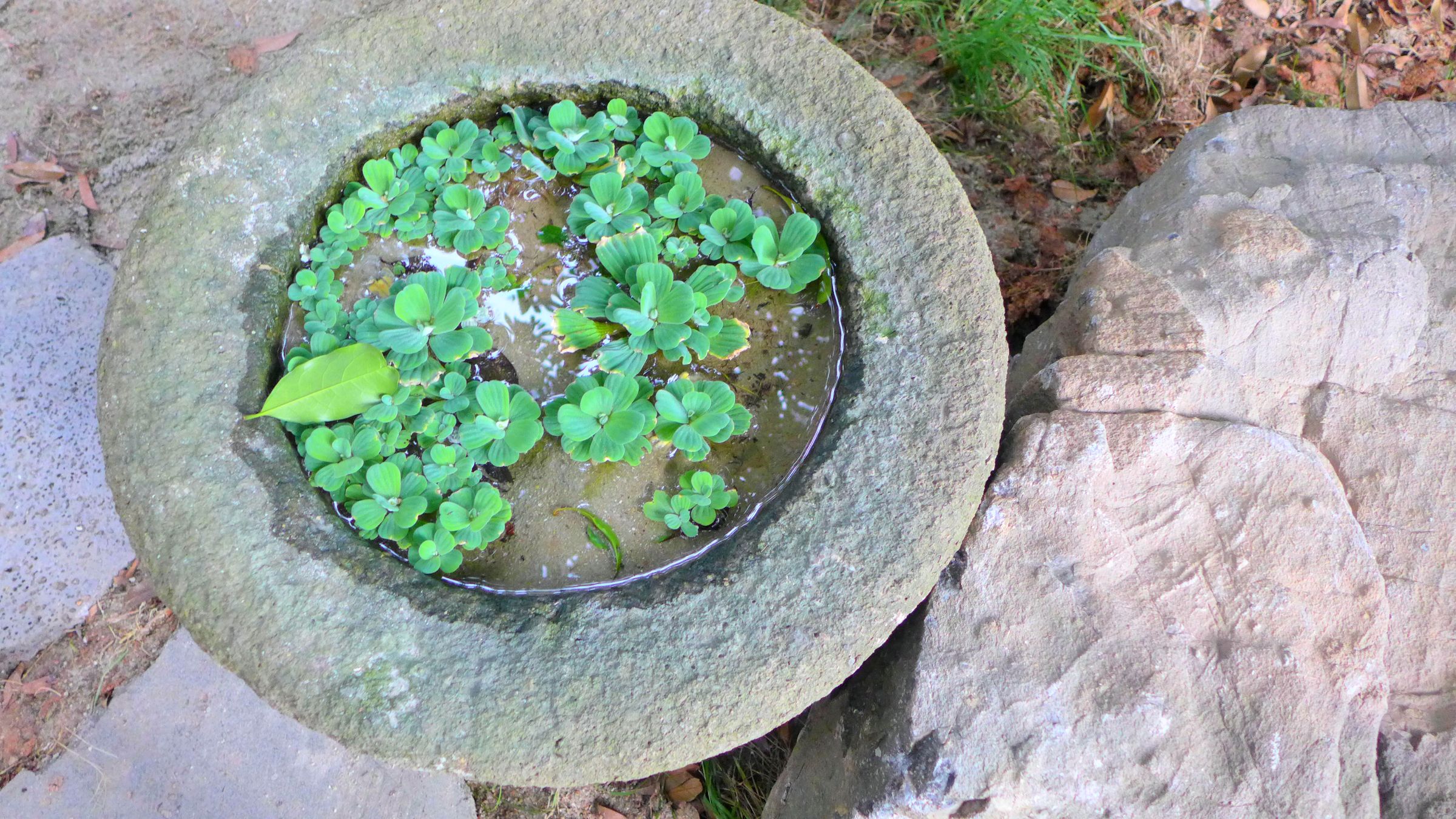 Uma bacia de pedra com água e plantas aquáticas verdes.