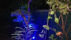 Vista noturna de um jardim com plantas iluminadas e um espelho d'água.