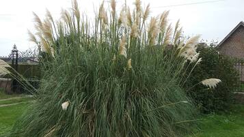 Um grande e denso conjunto de grama alta e verde com inflorescências brancas e felpudas, provavelmente capim-dos-pampas, em uma área gramada com um edifício de tijolos ao fundo.