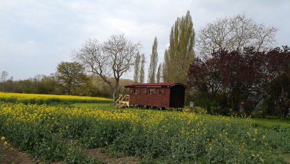 Paisagem rural com uma estrutura de madeira, possivelmente uma cabana, cercada por campos de flores amarelas e árvores.