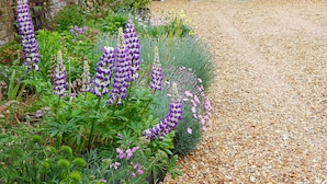 Um jardim com flores de lupino roxas e um caminho de cascalho que leva a um portão de madeira.