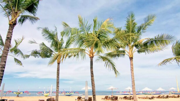 Uma praia com palmeiras, cadeiras de praia e guarda-sóis.