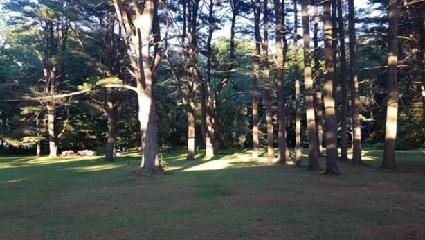 Uma área arborizada com árvores altas e um campo gramado.