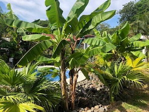 Vista para o jardim