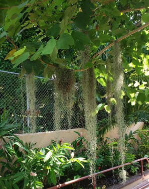 Jardim