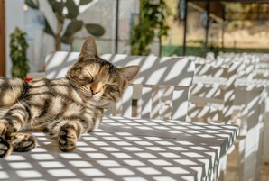 Um gato deitado sobre uma mesa branca com padrão geométrico, em área externa ensolarada com cadeiras brancas e uma cerca ao fundo.