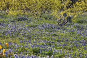 Um campo de flores azuis com árvores ao fundo.
