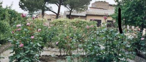 Um jardim com roseiras e um edifício ao fundo.
