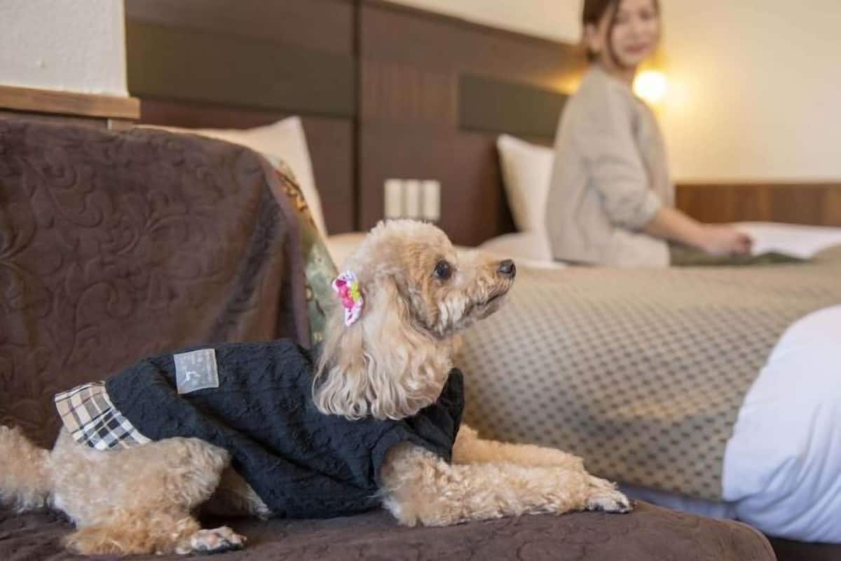 Cofres nos quartos, quartos à prova de som, roupa de cama