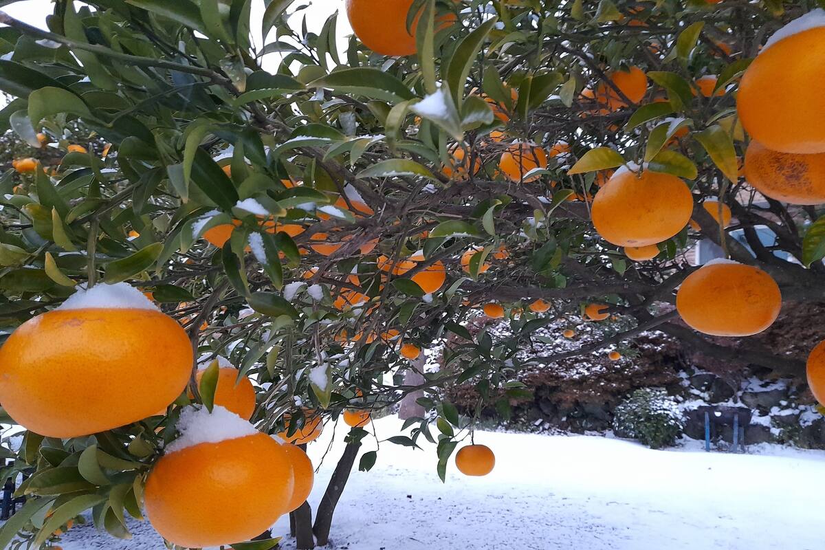 Uma árvore com laranjas cobertas de neve.