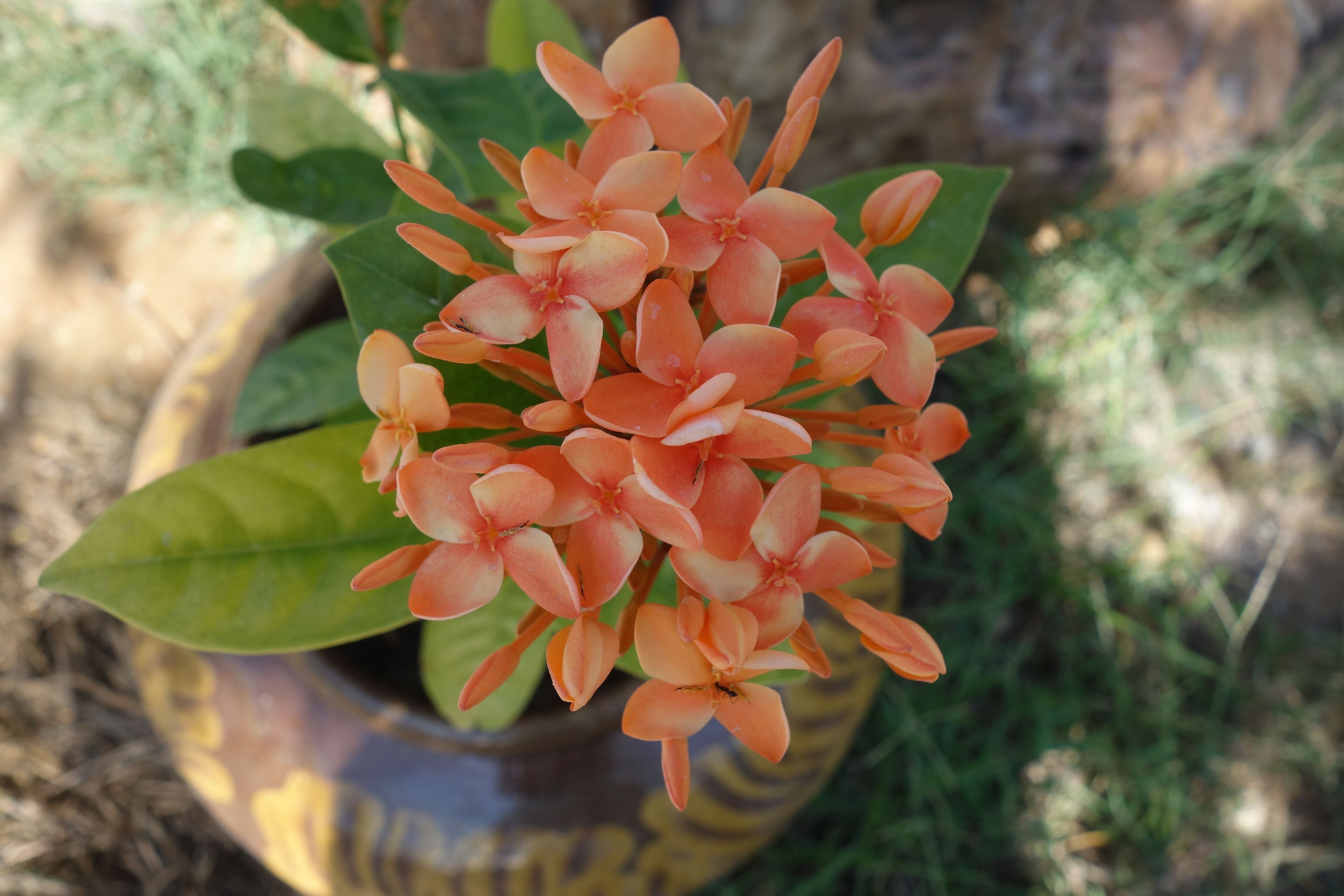 Uma planta em vaso com flores laranja e folhas verdes.