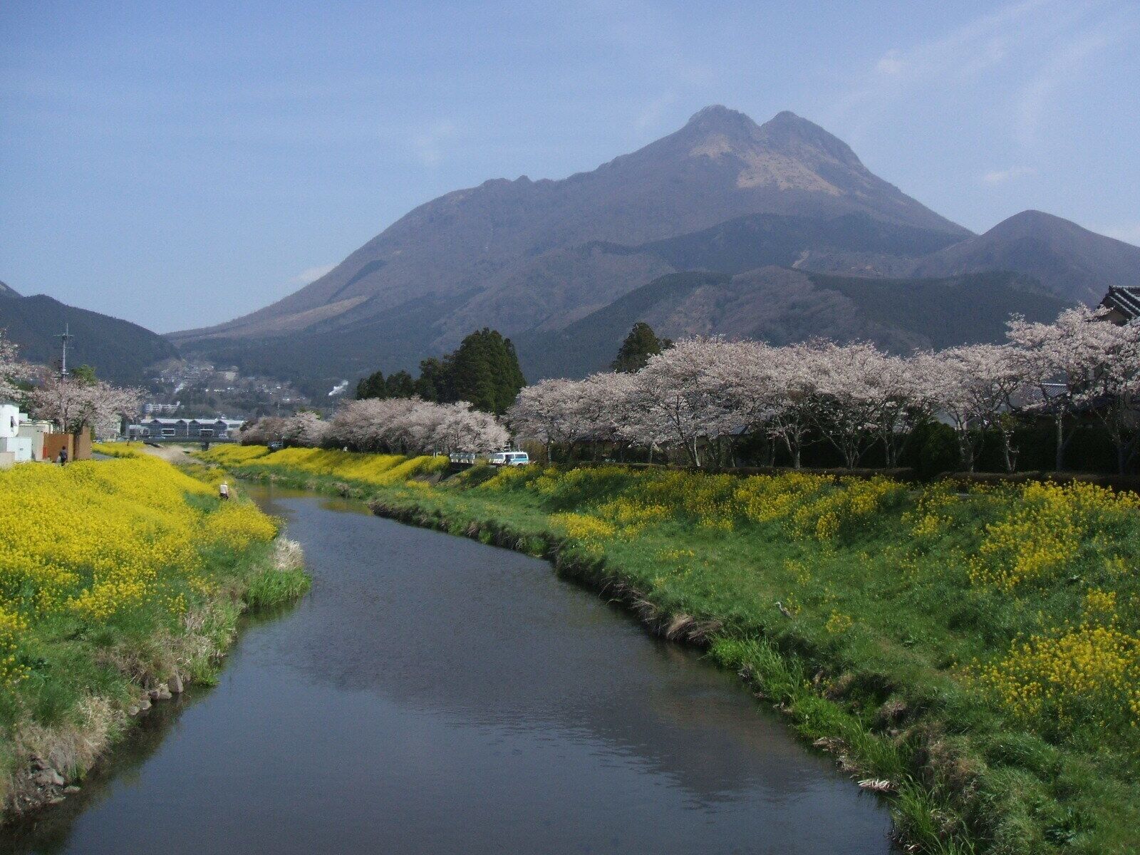 Um rio com cerejeiras em flor e uma montanha ao fundo.