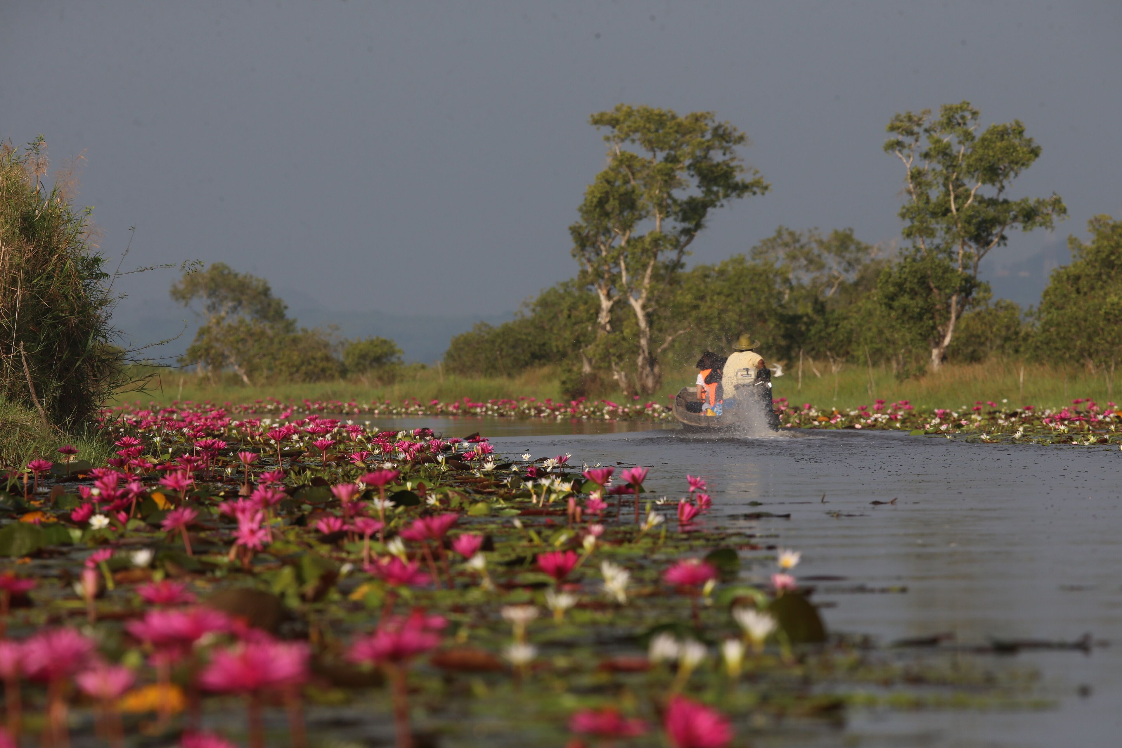 Uma pessoa praticando caiaque em águas calmas rodeada por flores de lótus rosa.