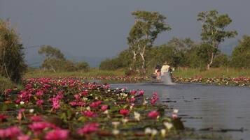 Uma pessoa praticando caiaque em águas calmas rodeada por flores de lótus rosa.