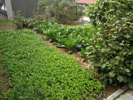 Terraço/pátio