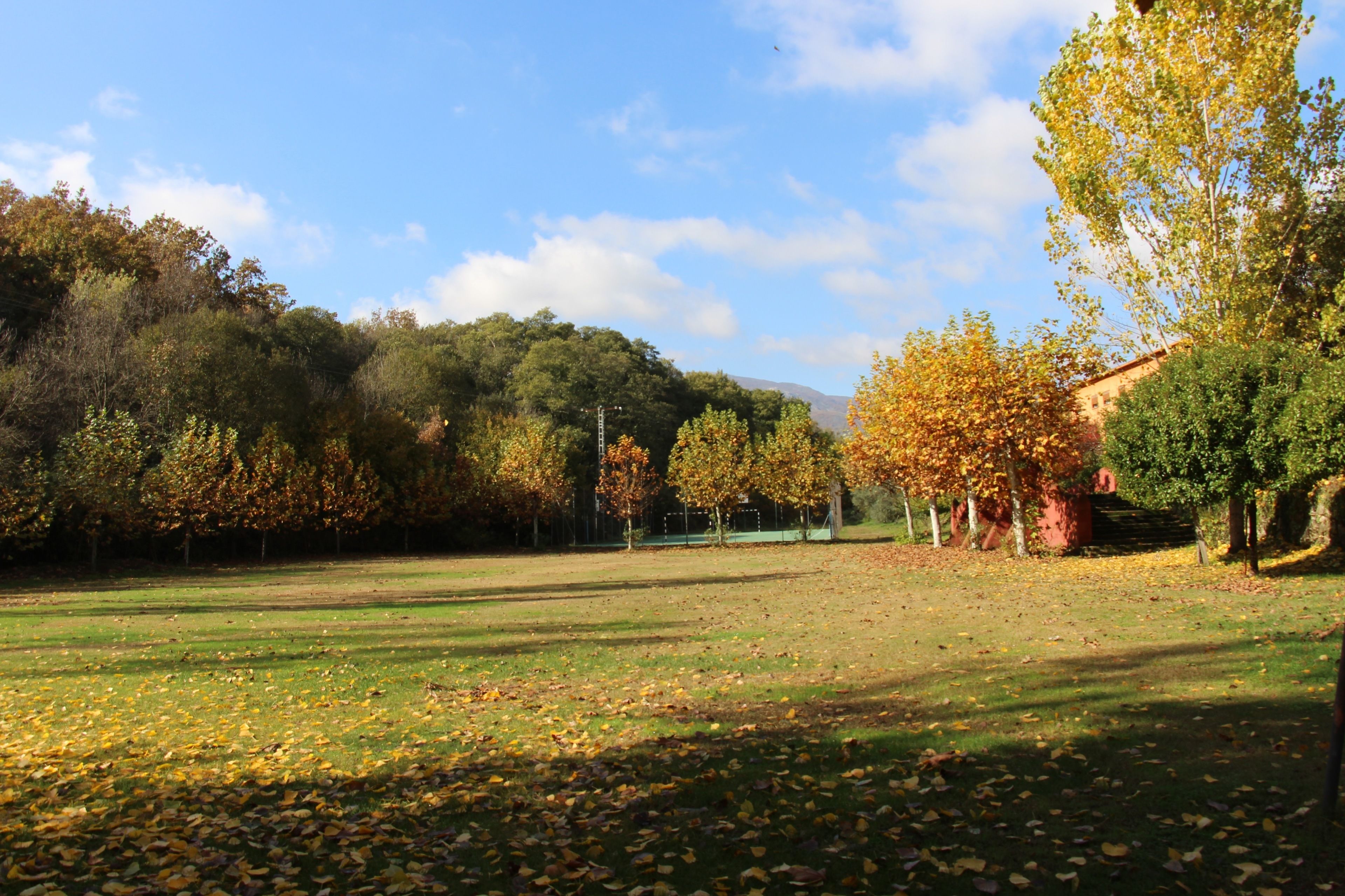 Um parque com árvores, grama e céu claro.
