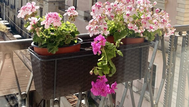 Uma varanda com vasos de gerânios e vista para um edifício histórico com janelas em arco e telhado ladrilhado.