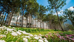 Uma área arborizada com pinheiros altos e um edifício ao fundo.