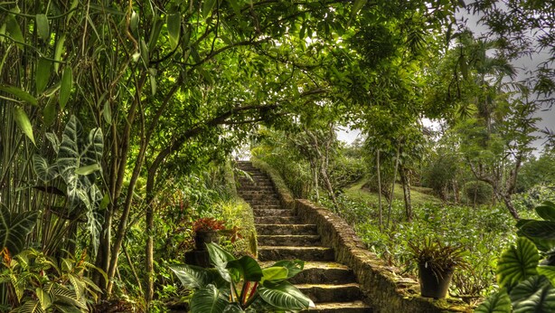 Uma escadaria de pedra cercada por vegetação exuberante e plantas.