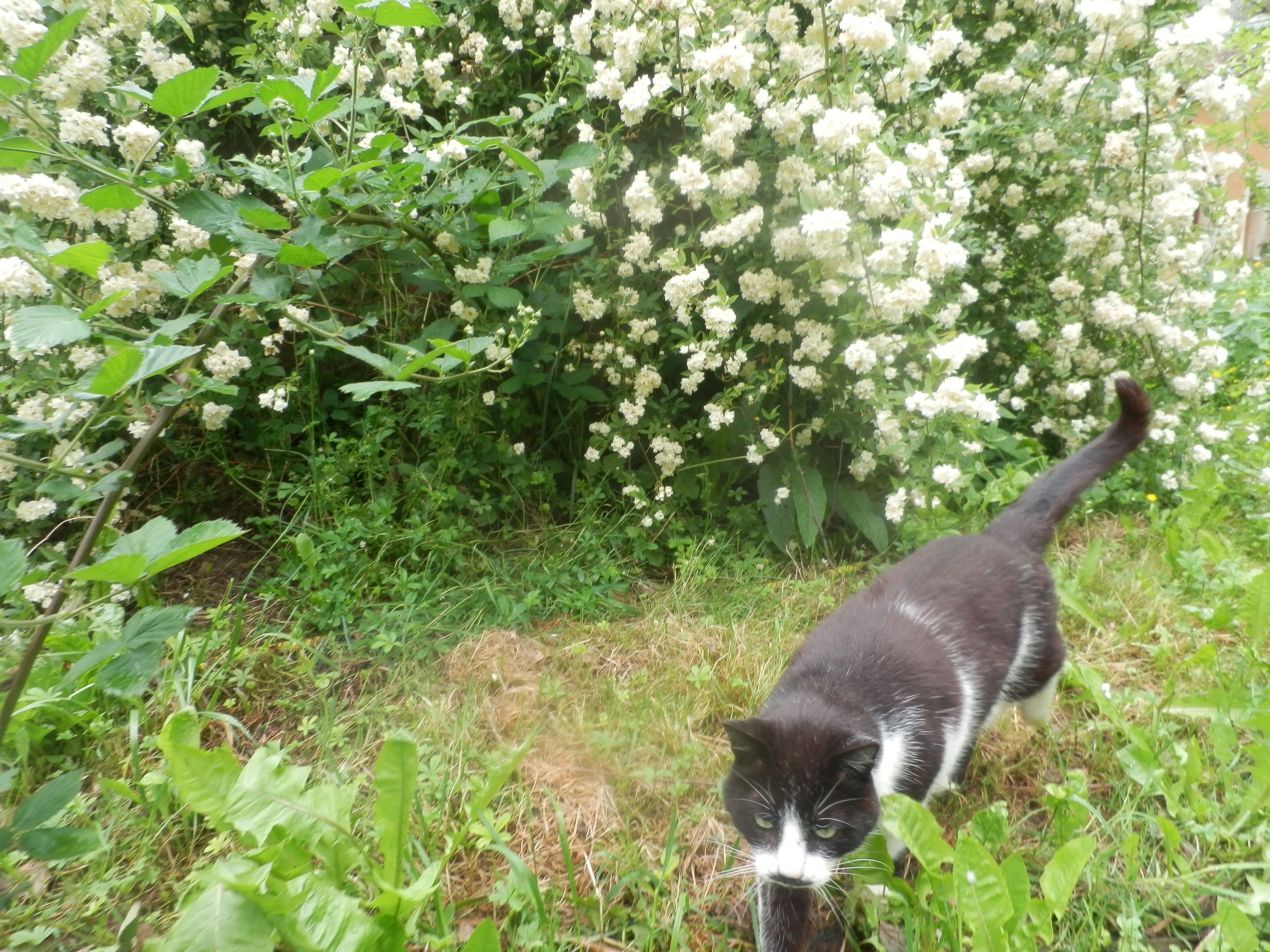Um gato preto e branco caminhando por um jardim com flores brancas e folhagem verde.