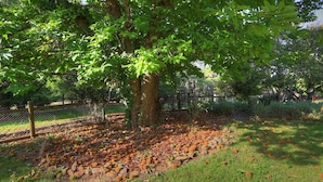 Jardim