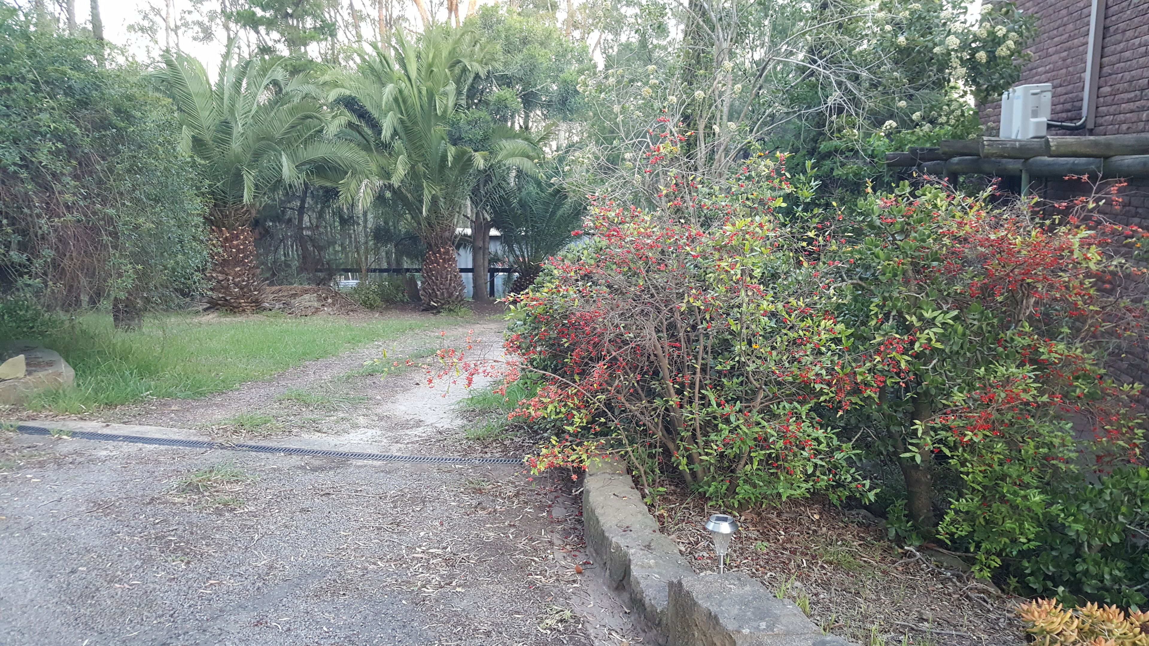 Uma entrada de cascalho leva a uma casa rodeada por vegetação densa, incluindo palmeiras e arbustos floridos.