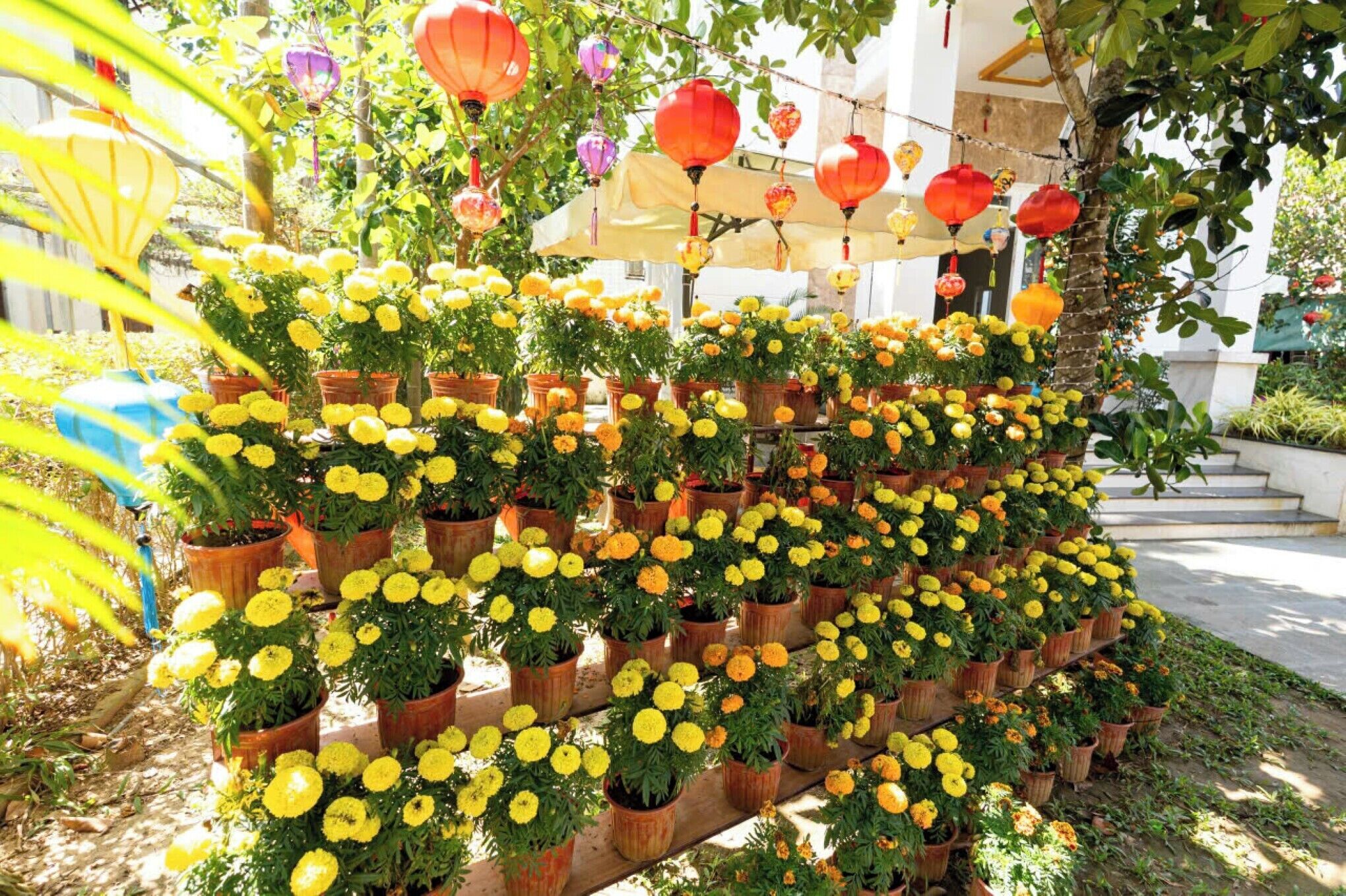 Exposição de flores amarelas e laranjas em vasos, dispostas em fileiras, com lanternas penduradas ao fundo.