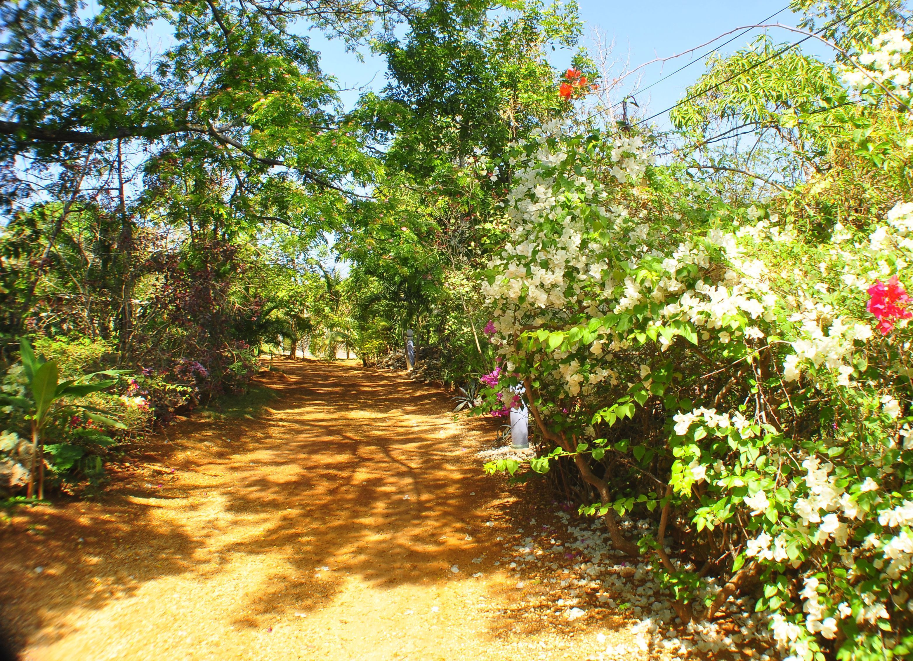 Uma trilha de terra cercada por vegetação exuberante e plantas floridas.