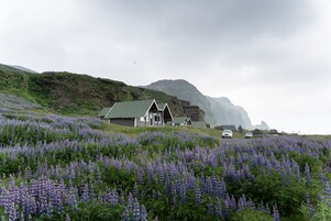 Uma casa com telhado verde e paredes brancas, cercada por um campo de flores roxas, com uma montanha ao fundo.