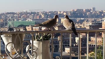 Terraço/pátio interior